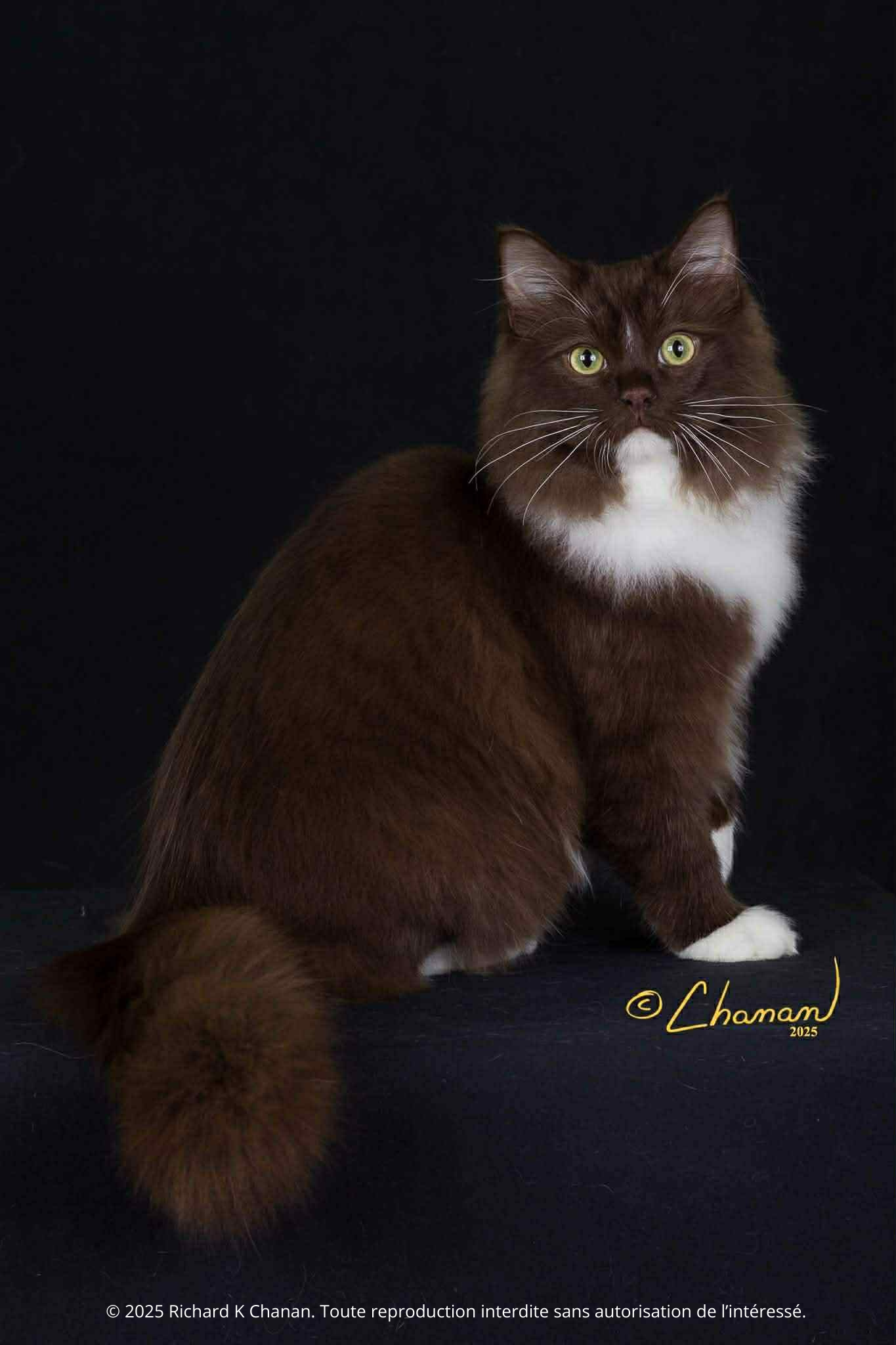 Le Cherubim reconnu comme nouvelle race ! | LOOF