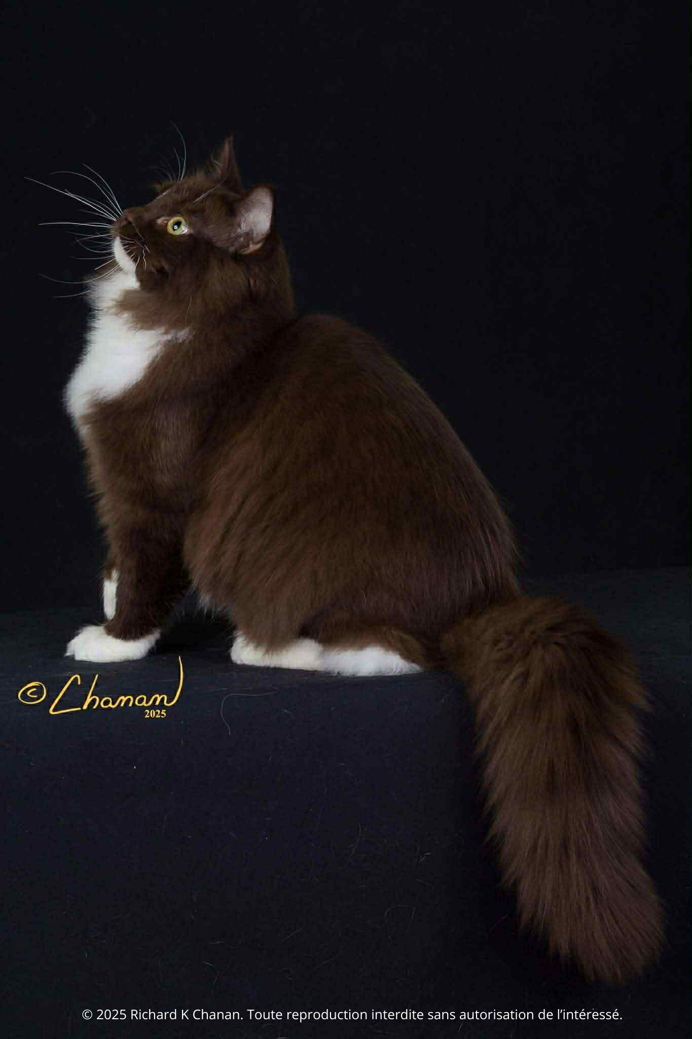 Le Cherubim reconnu comme nouvelle race ! | LOOF