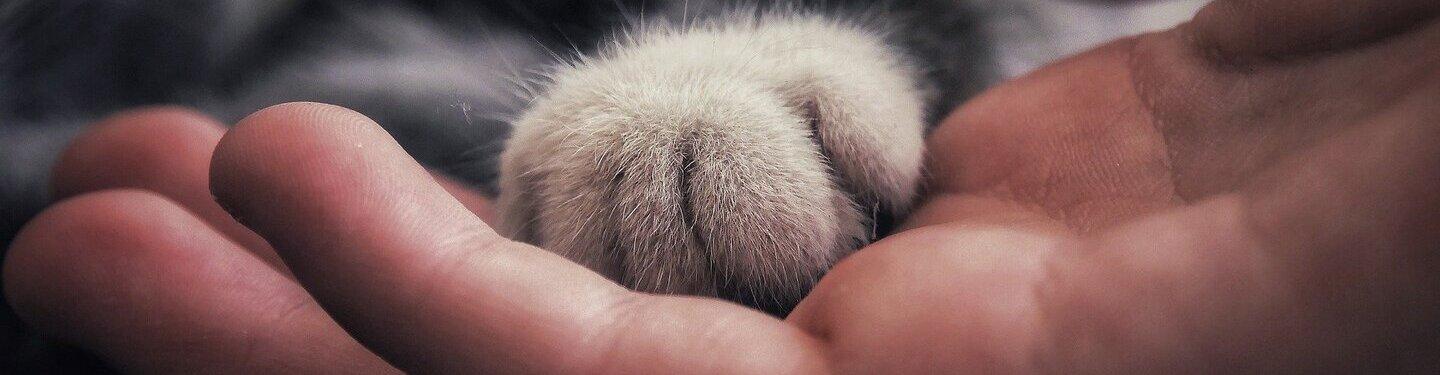 Qu'est-ce qu'un éleveur ? | LOOF