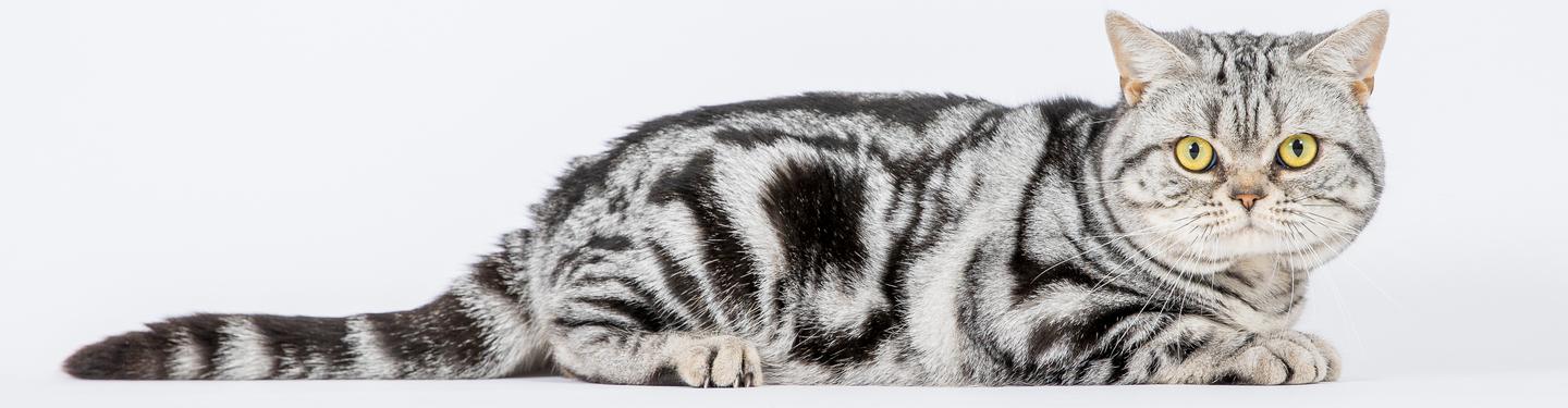 Mon chat est-il enregistré au LOOF ? | LOOF