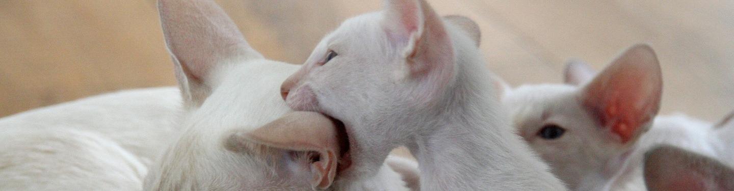 FOIRE AUX QUESTIONS | LOOF