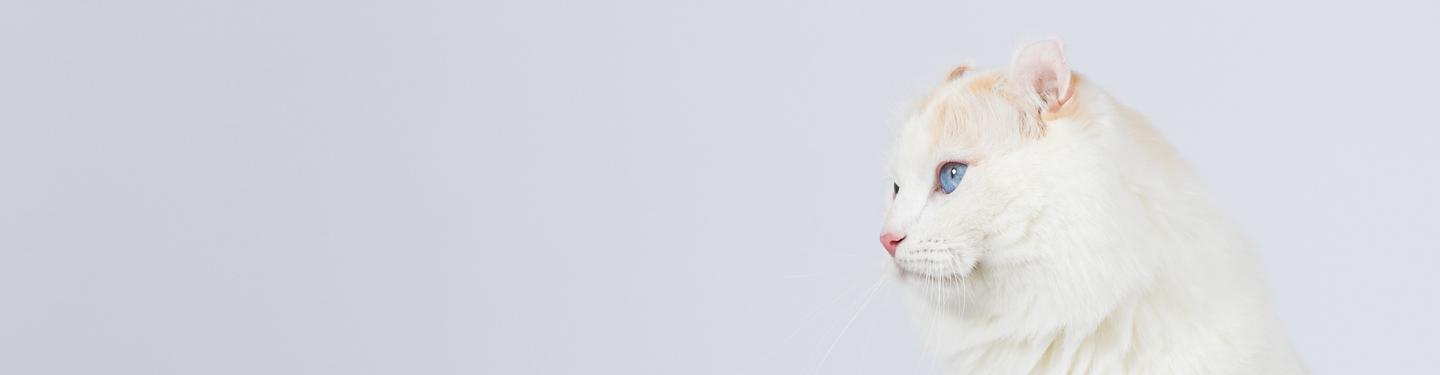 Caractéristiques de la race | LOOF