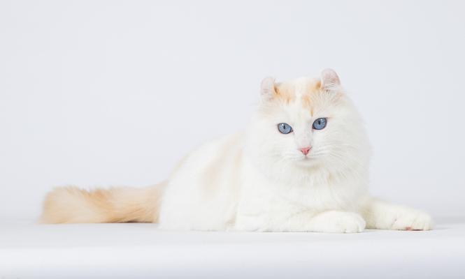 Caractéristiques de la race | LOOF