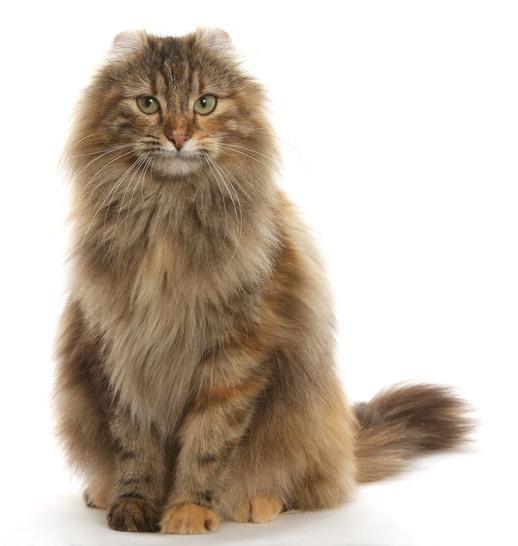 Caractéristiques de la race | LOOF