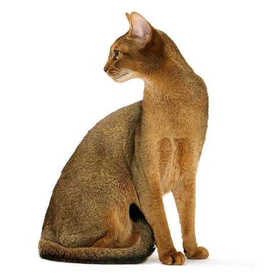 Caractéristiques de la race | LOOF